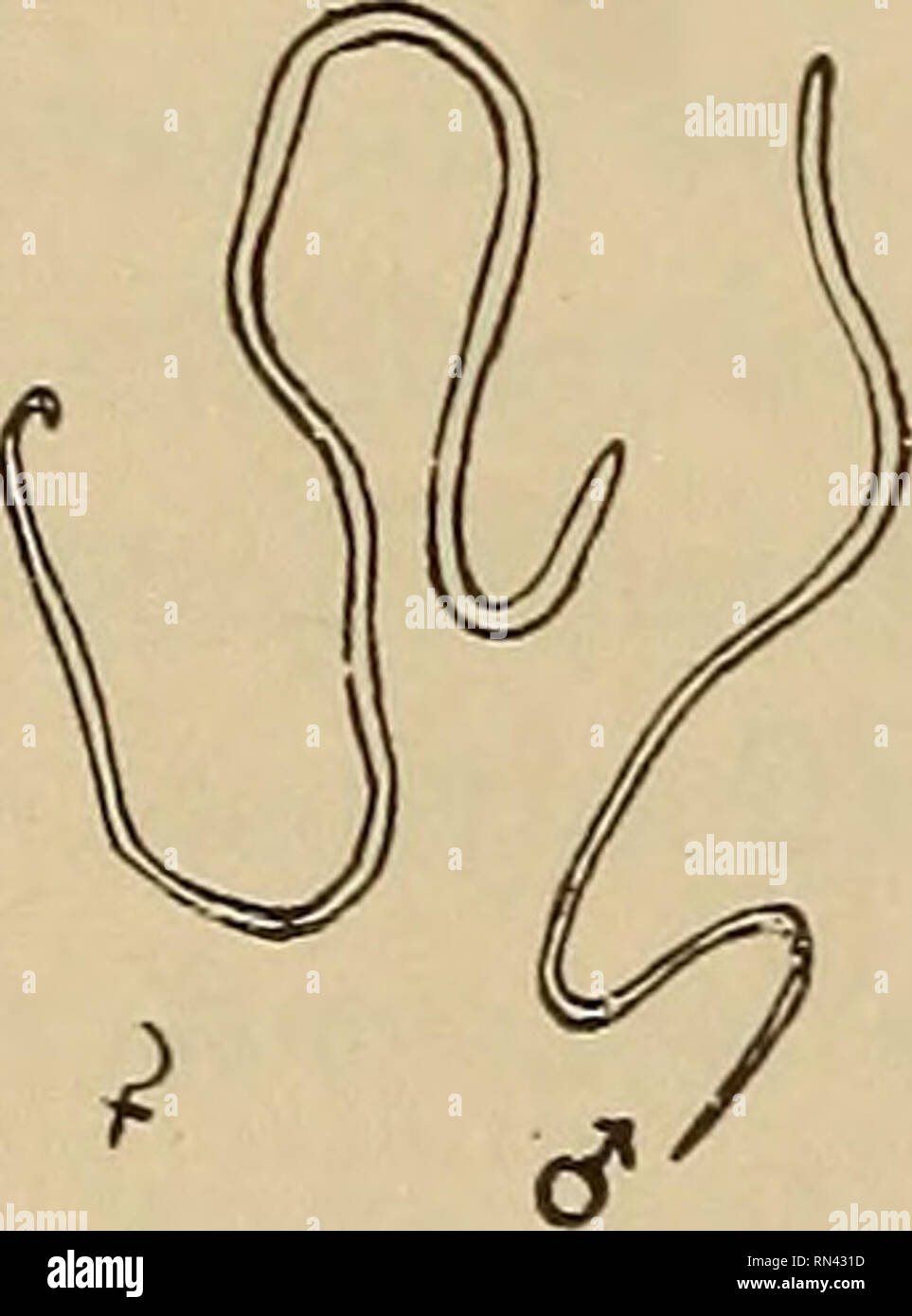 Microfilariae hi-res stock photography and images - Alamy