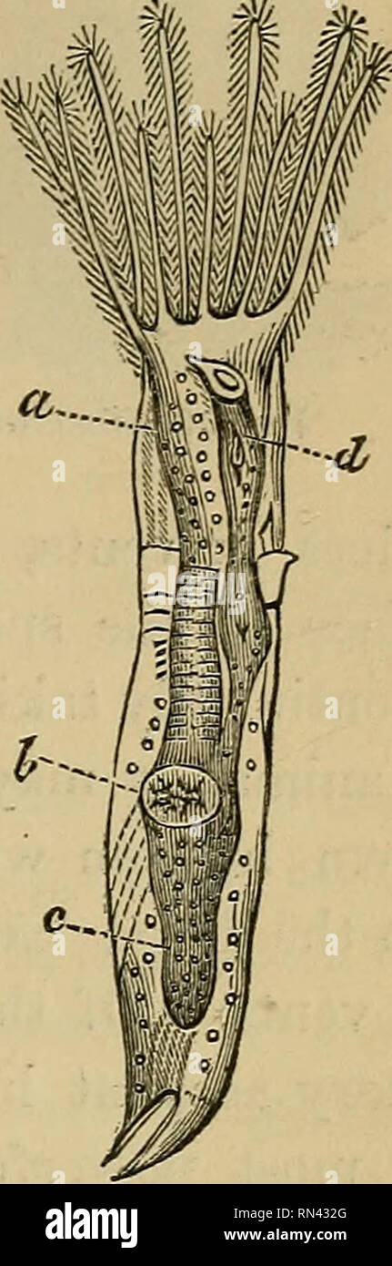 . Animal physiology. Physiology, Comparative; Physiology, Comparative ...