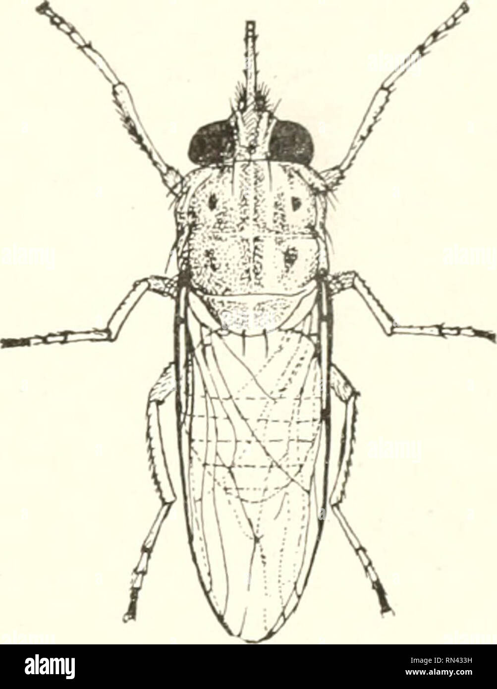 Tsetse fly larva hi-res stock photography and images - Alamy