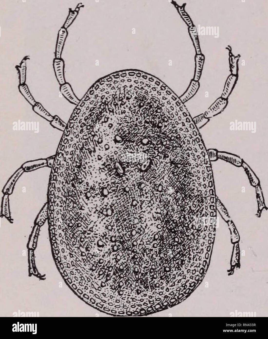 . Animal parasites and human disease. Insect Vectors; Parasites ...