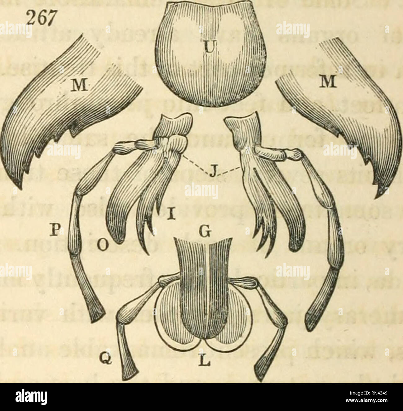 Grasshopper in teeth hi-res stock photography and images - Alamy