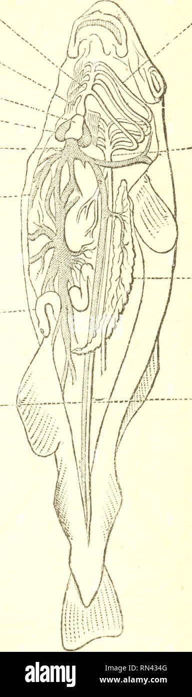 . Animal physiology. Physiology, Comparative. 246 CIRCULATION IN FISHES ...
