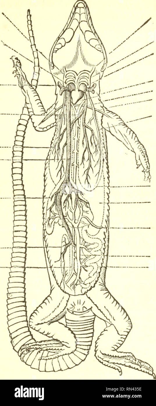 . Animal physiology. Physiology, Comparative. CIRCULATION IN REPTILES ...