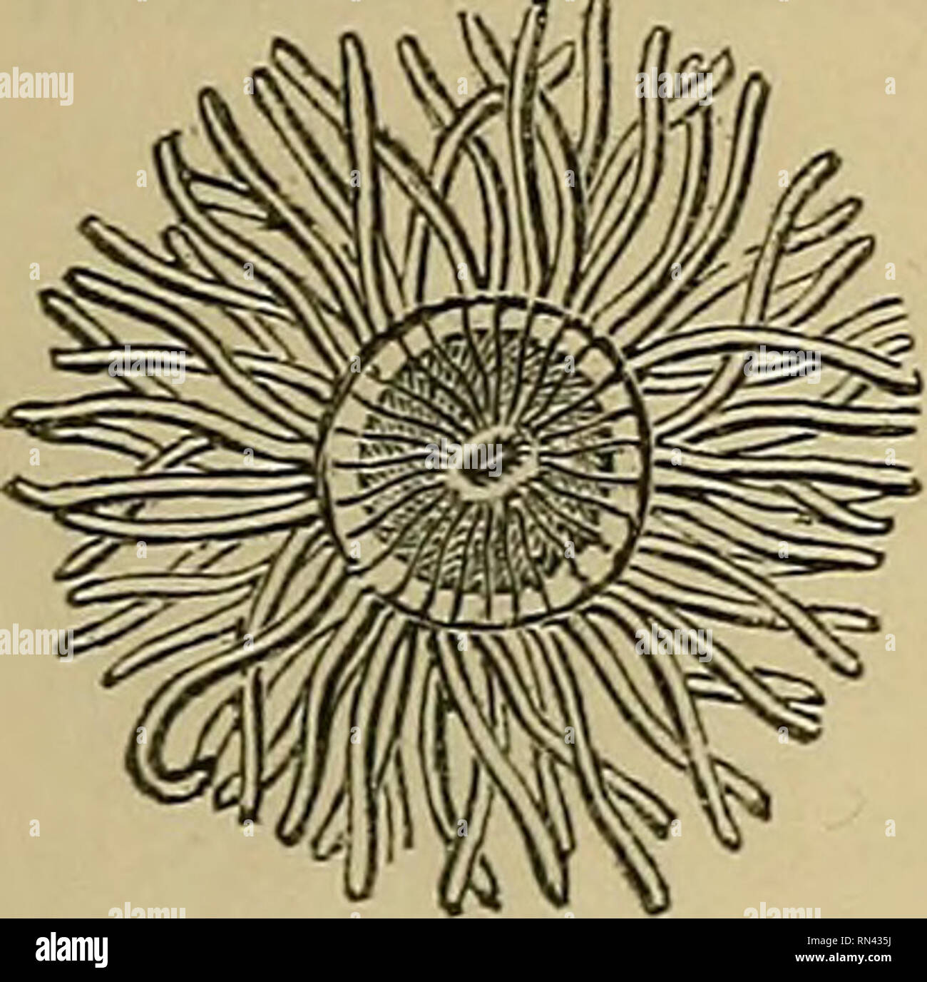 . Animal physiology. Physiology, Comparative; Physiology, Comparative ...