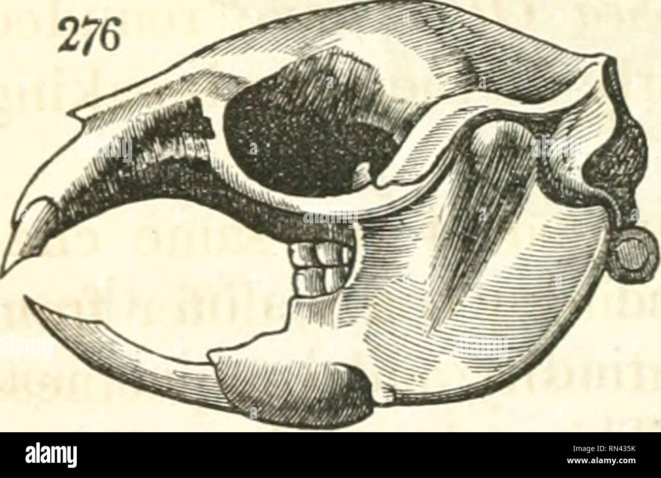 Antelope skulls hi-res stock photography and images - Alamy