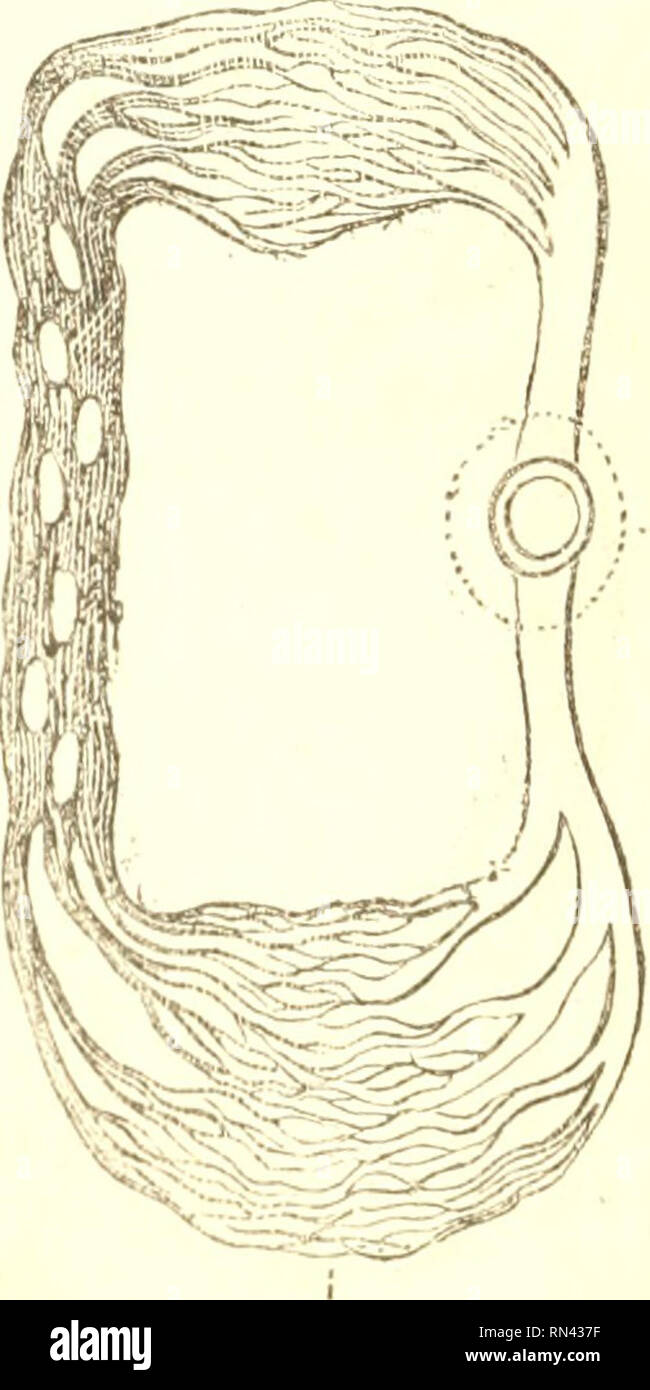 . Animal physiology. Physiology, Comparative. Dorsal artery- Greater ...