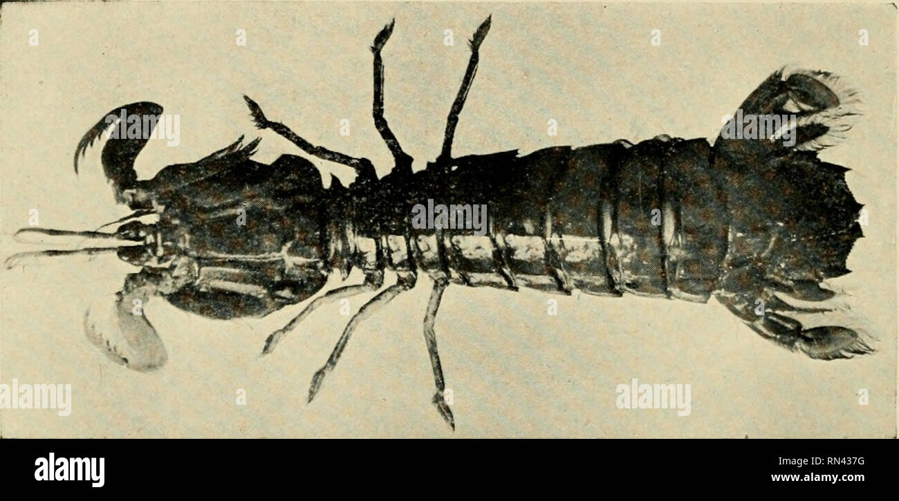 Squilla empusa say hi-res stock photography and images - Alamy