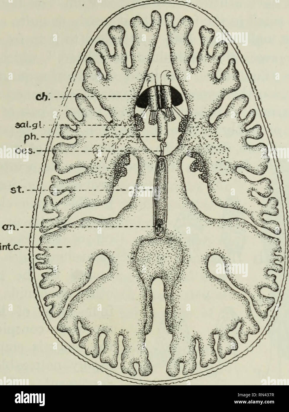 . Animal parasites and human disease. Parasites; Medical parasitology ...
