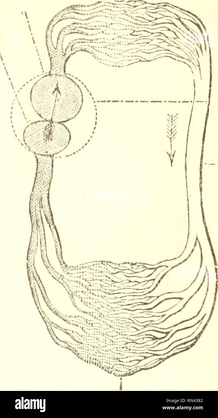 Lesser circulation hi-res stock photography and images - Alamy