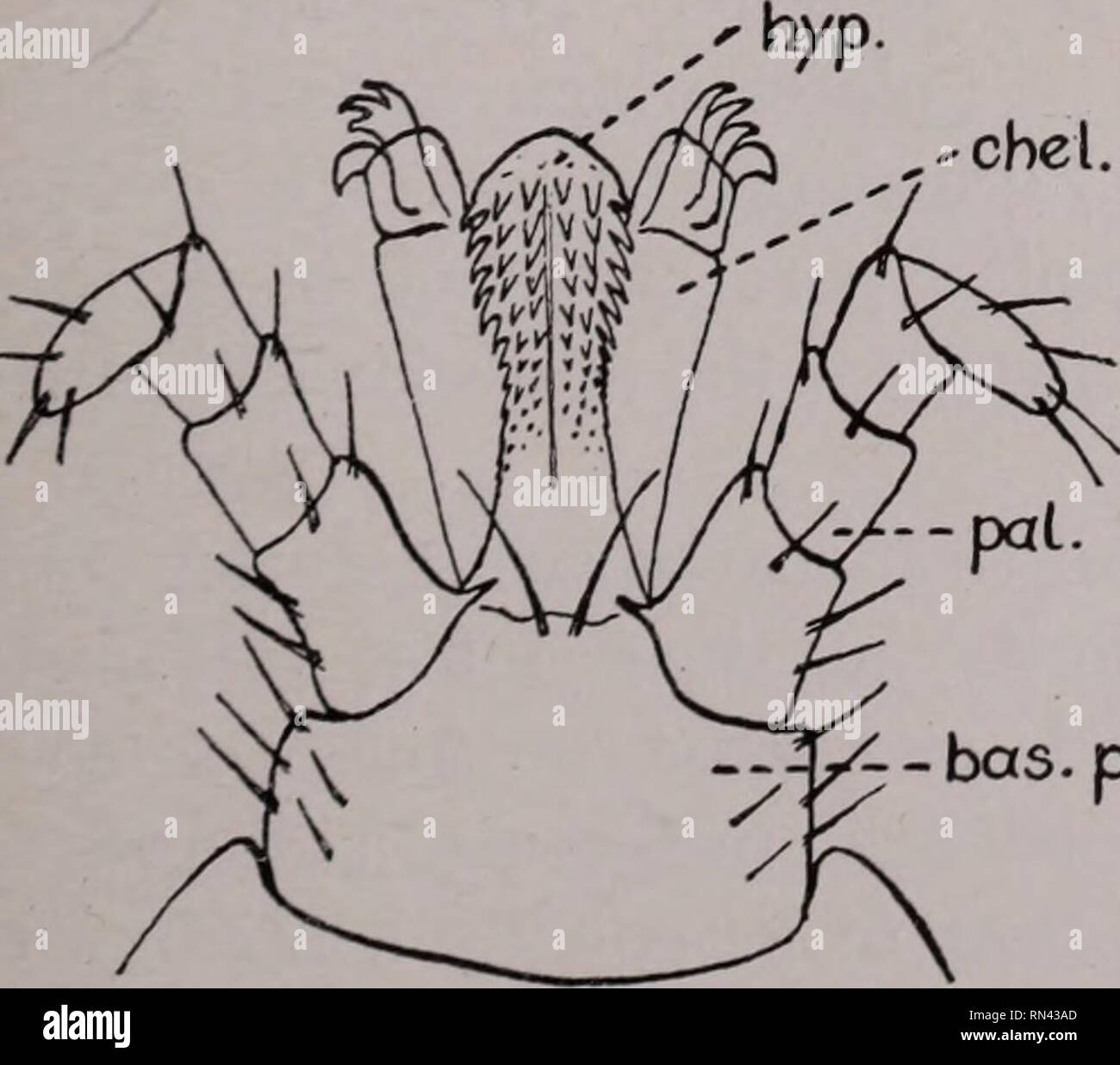 . Animal parasites and human disease. Insect Vectors; Parasites ...