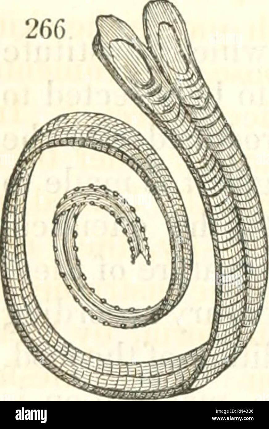 Leech mouth hi-res stock photography and images - Alamy