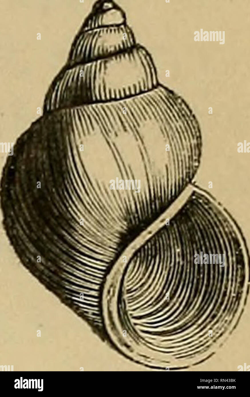 Bivalves structure hi-res stock photography and images - Alamy