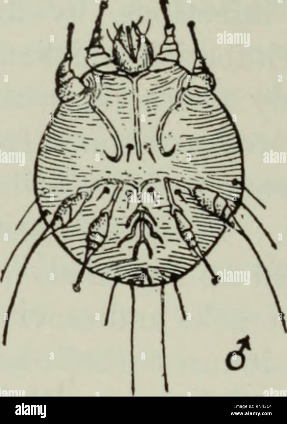 Human itch mite hi-res stock photography and images - Alamy