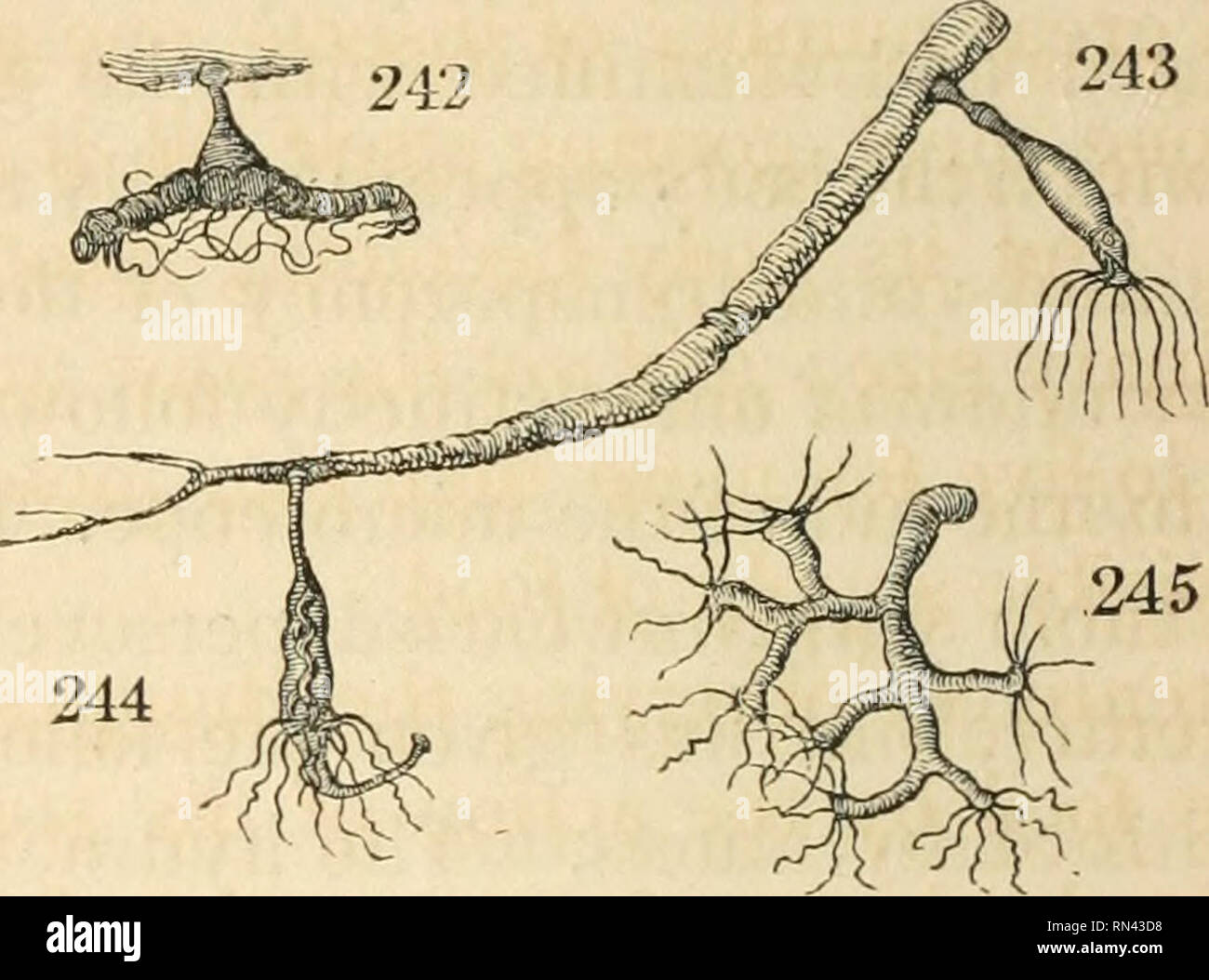 Tipula larva hi-res stock photography and images - Alamy