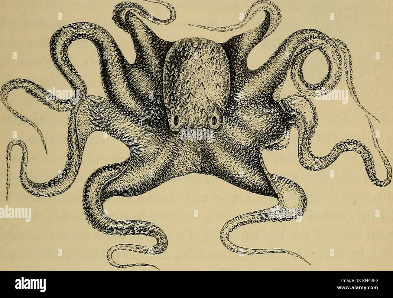 Short arms octopus hi-res stock photography and images - Alamy