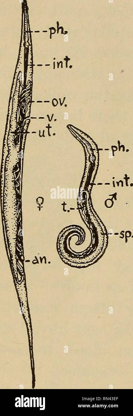 Human rectum faeces hi-res stock photography and images - Alamy