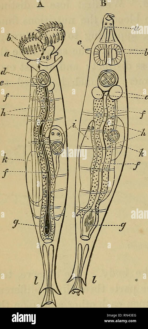 Inferior structure hi-res stock photography and images - Alamy