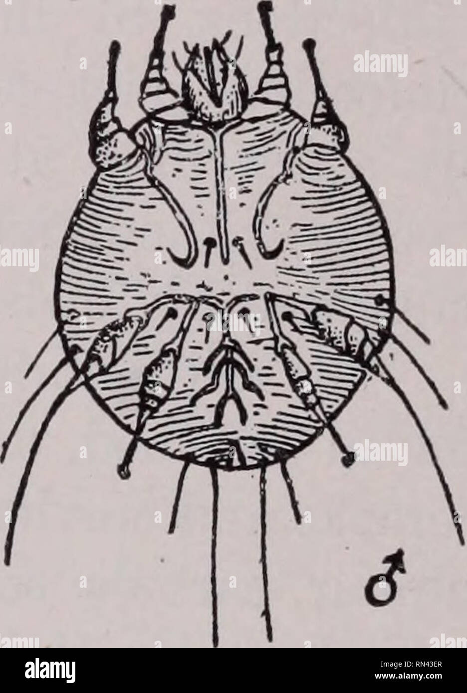 Human itch mite hi-res stock photography and images - Alamy
