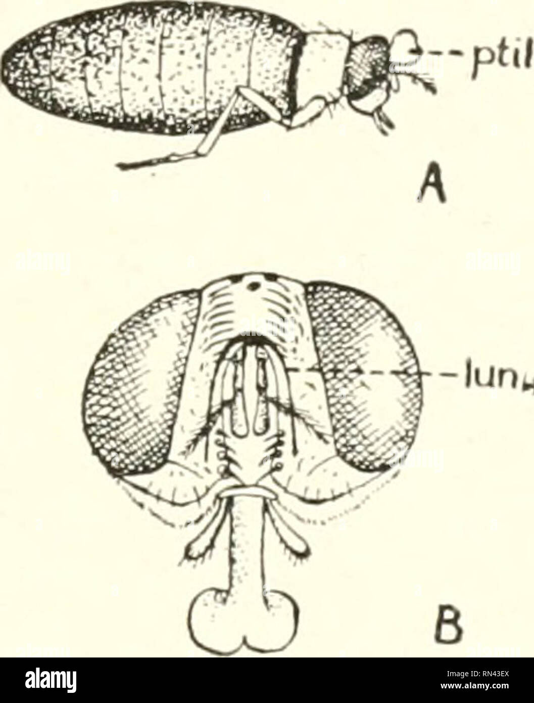 Empty pupa case hi-res stock photography and images - Alamy