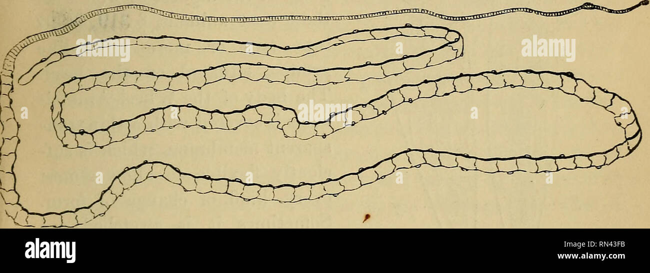 . Animal physiology. Physiology, Comparative; Physiology, Comparative ...
