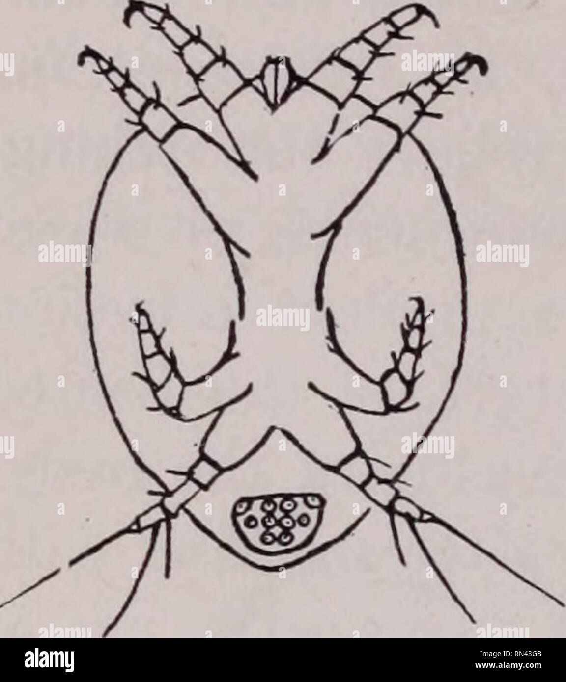 Stumpy legs hi-res stock photography and images - Alamy