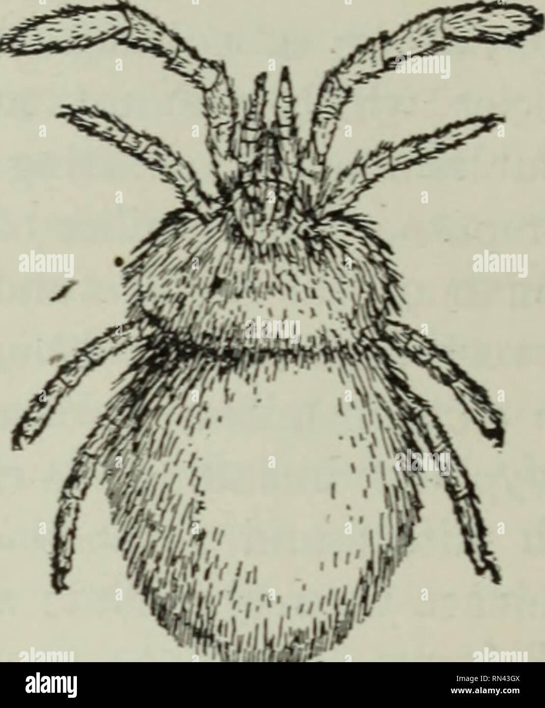 . Animal parasites and human disease. Parasites; Medical parasitology ...