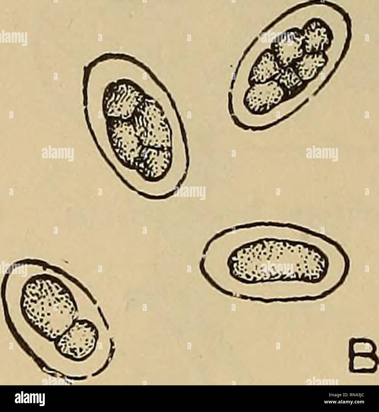 Human hookworms hi-res stock photography and images - Alamy