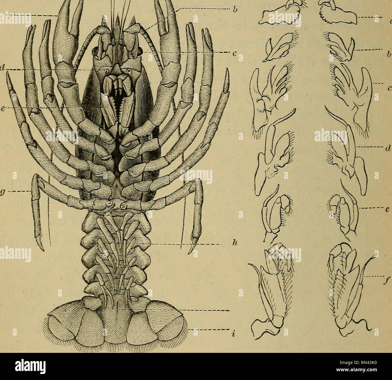 . Animal physiology. Physiology, Comparative; Physiology, Comparative ...