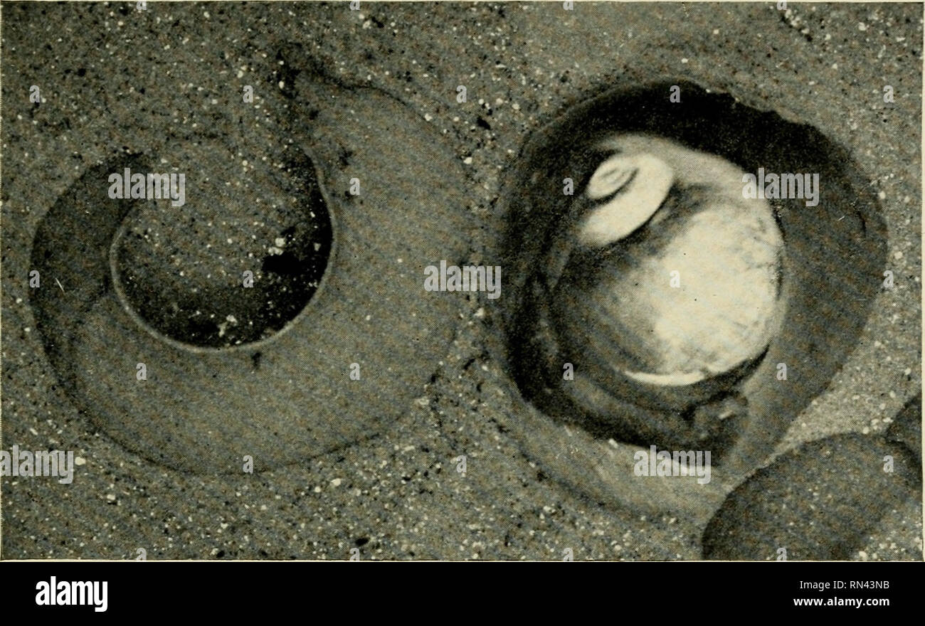 Polinices hi-res stock photography and images - Alamy