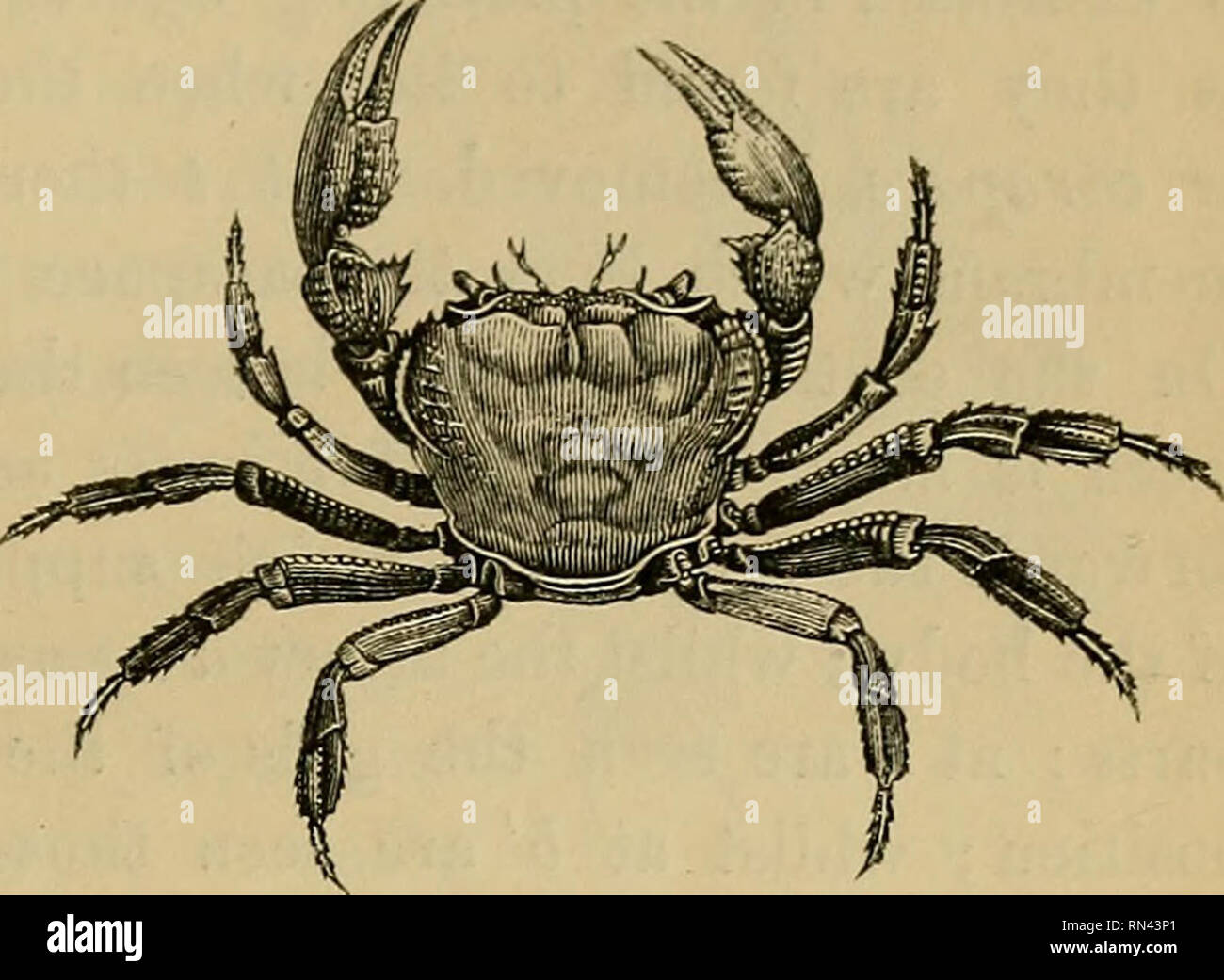 . Animal physiology. Physiology, Comparative; Physiology, Comparative ...