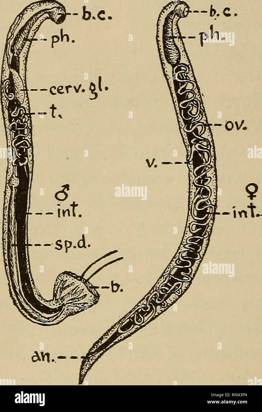 . Animal parasites and human disease. Medical parasitology; Insects as ...