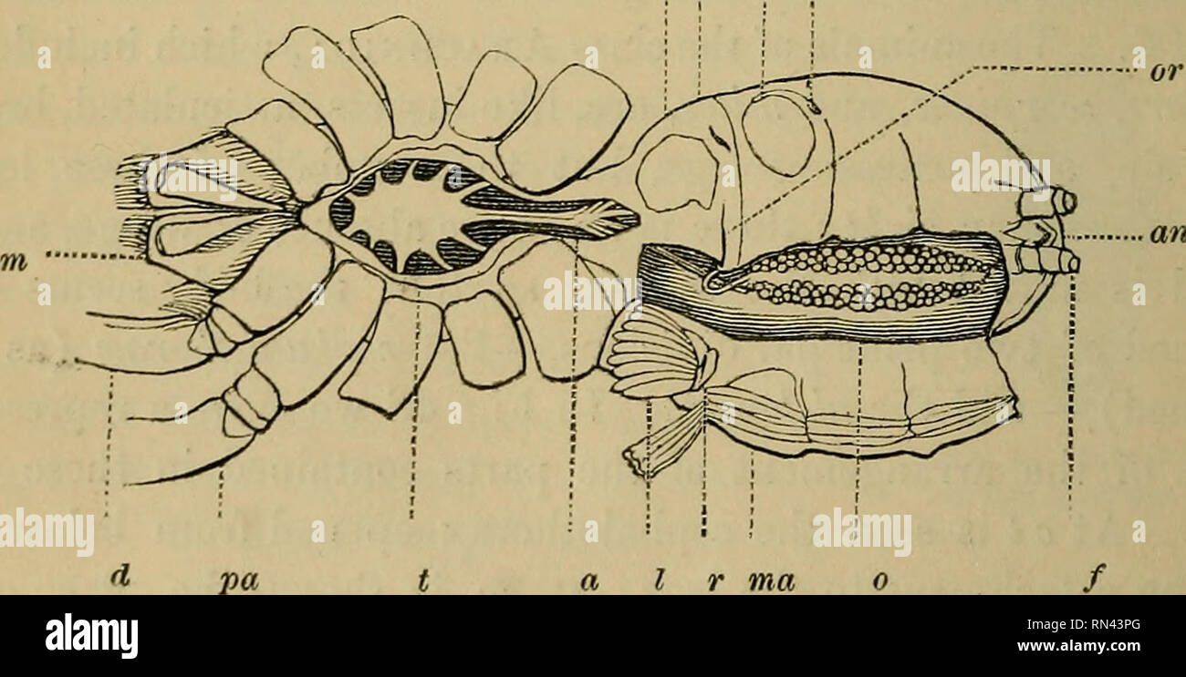 . Animal physiology. Physiology, Comparative; Physiology, Comparative ...