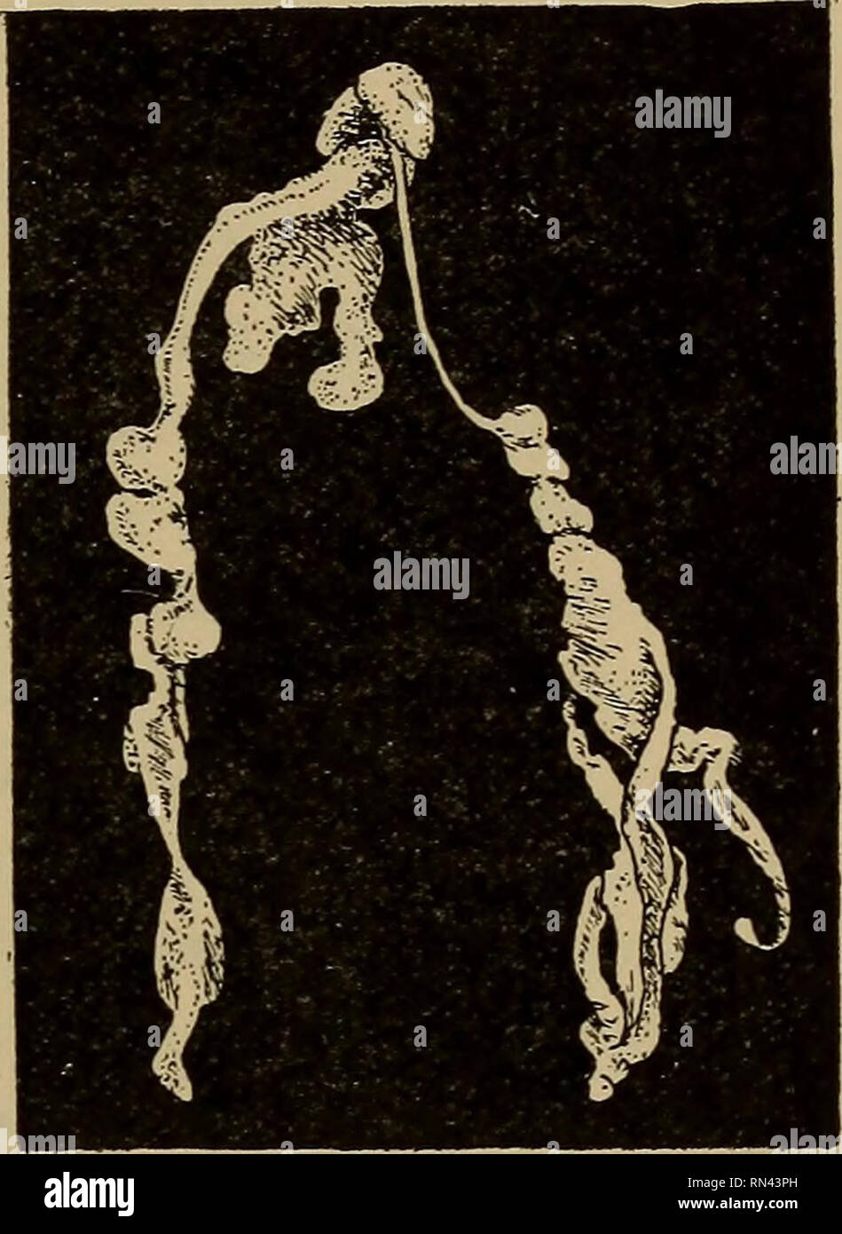 Sparganum hi-res stock photography and images - Alamy