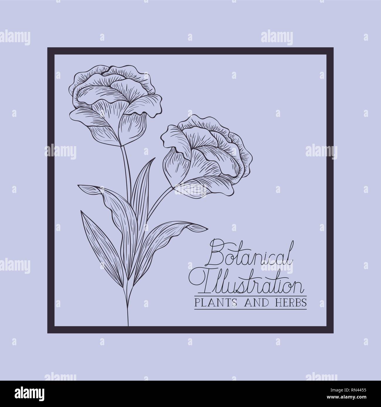 Rosal flower Stock Vector Images - Alamy