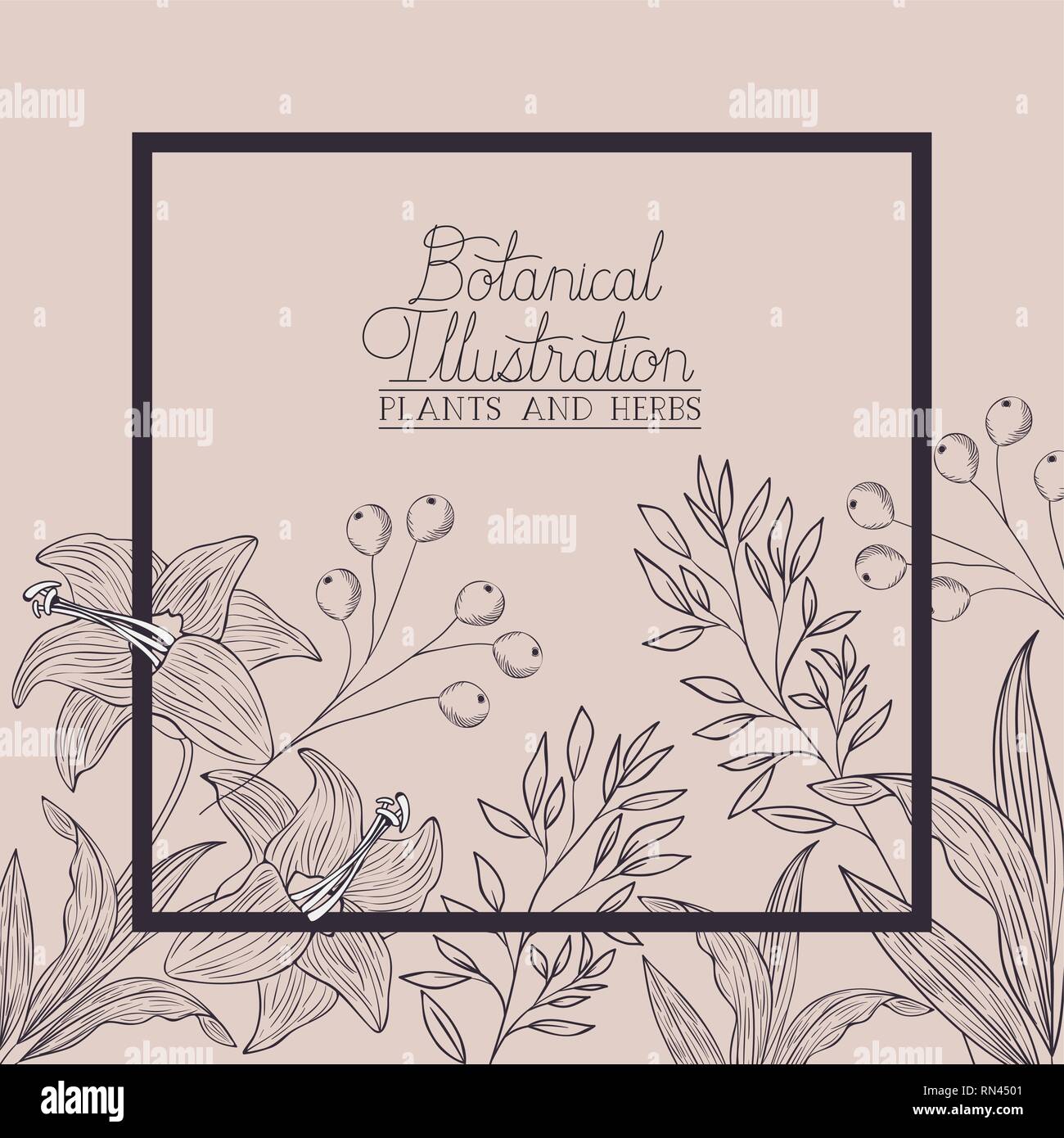 botanical plants and herbs square frame Stock Vector Image & Art - Alamy