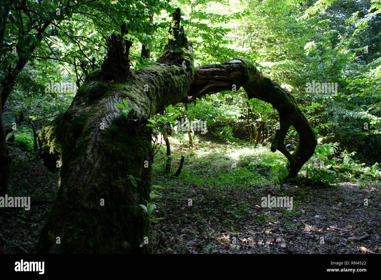 tree of heaven Stock Photo - Alamy