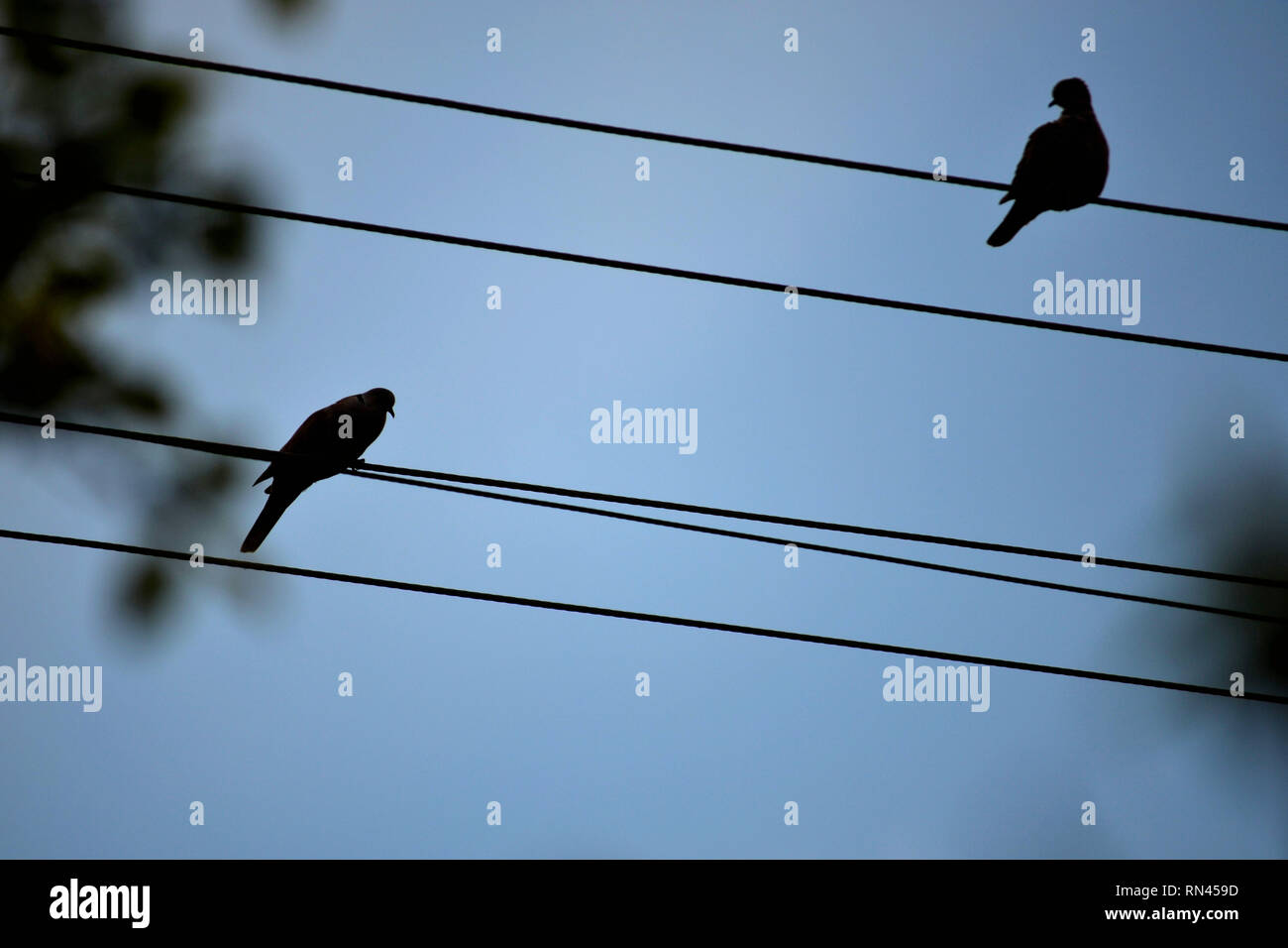 Two birds silhouettes on wire Stock Photo - Alamy