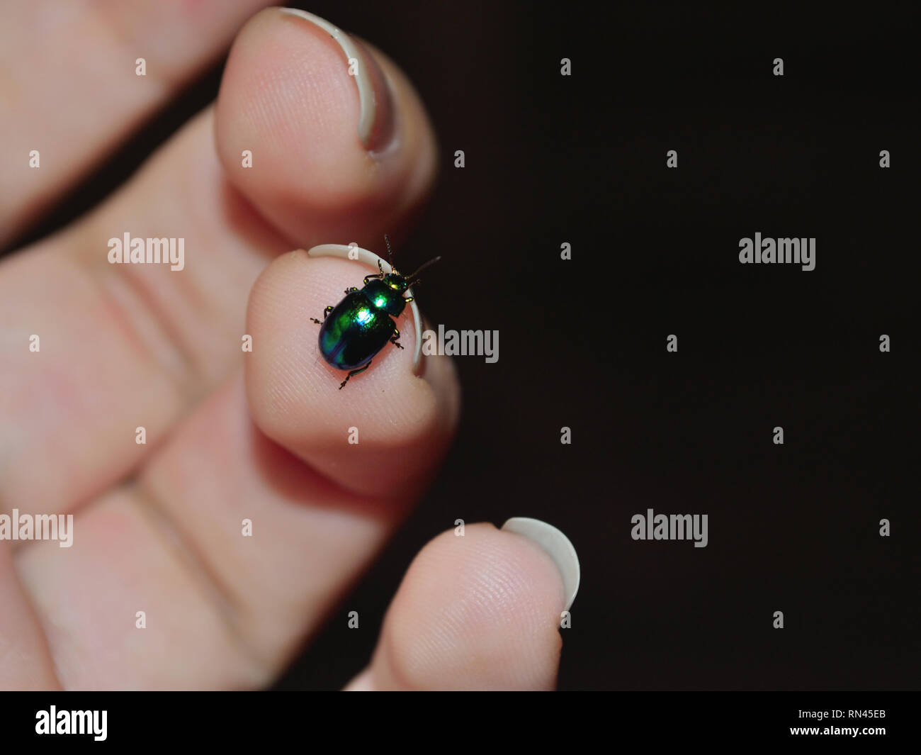 Flat bug on a finger Stock Photo - Alamy