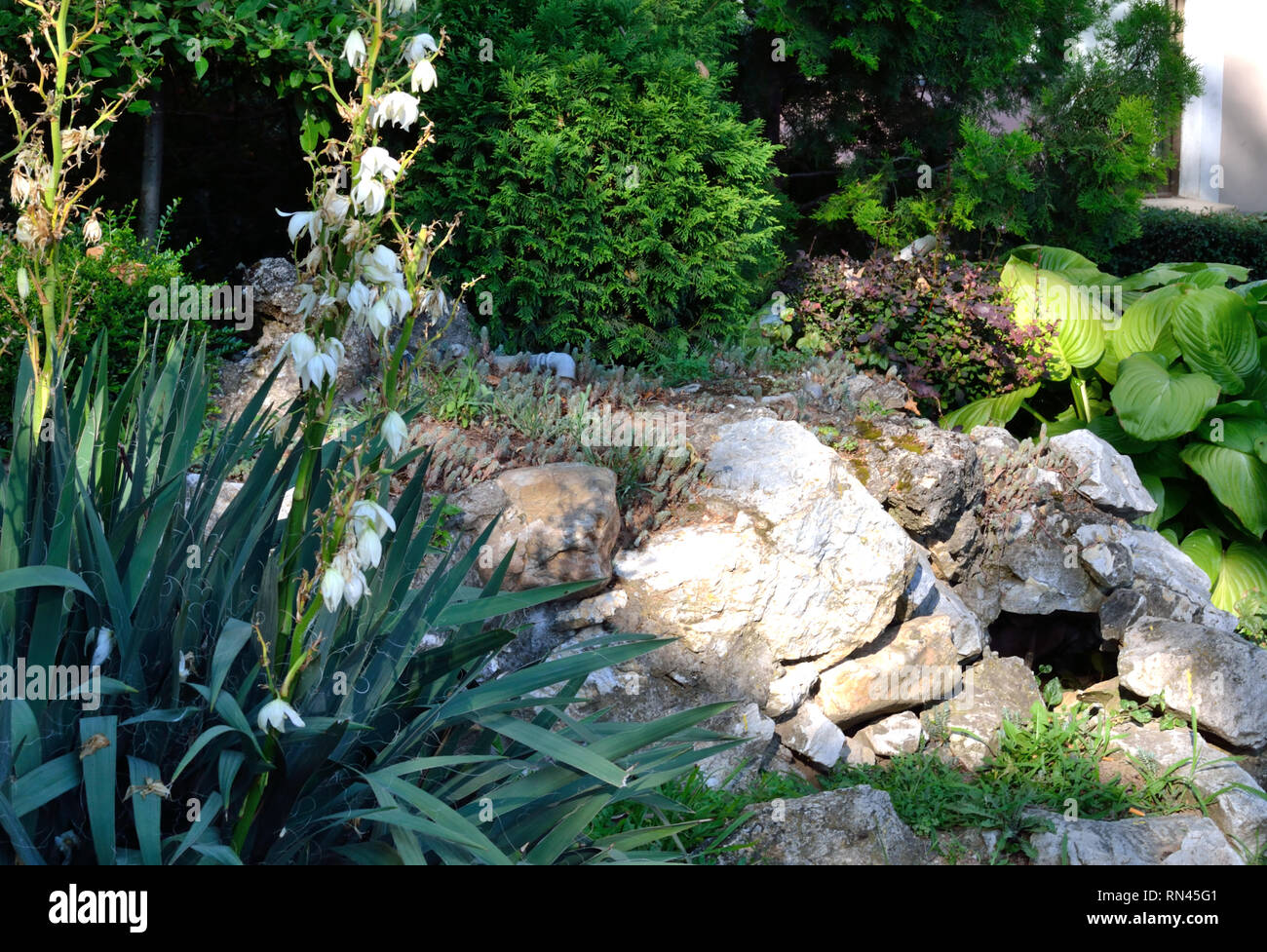 Plants on rock hi-res stock photography and images - Alamy