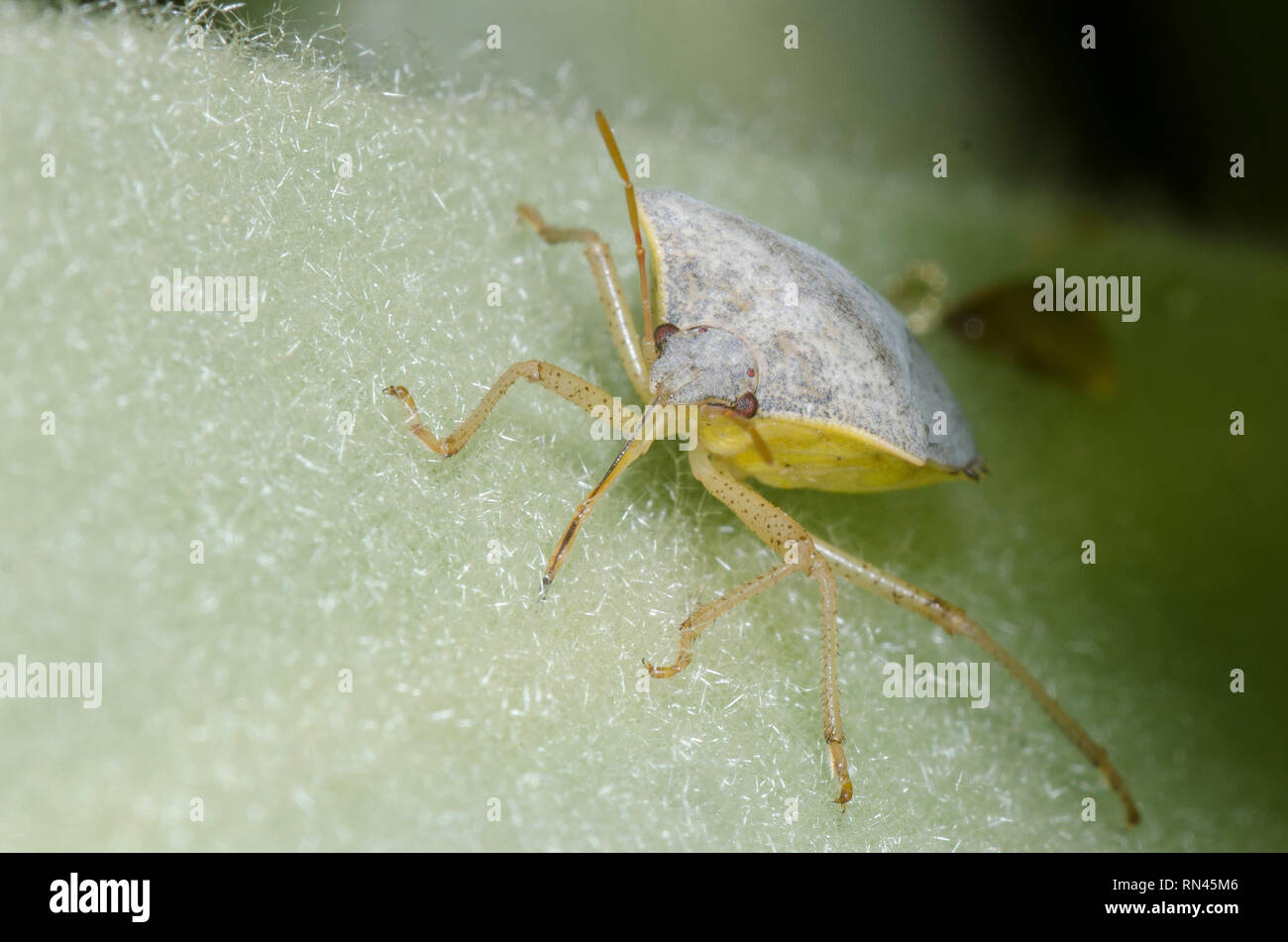 Family pentatomidae hi-res stock photography and images - Alamy