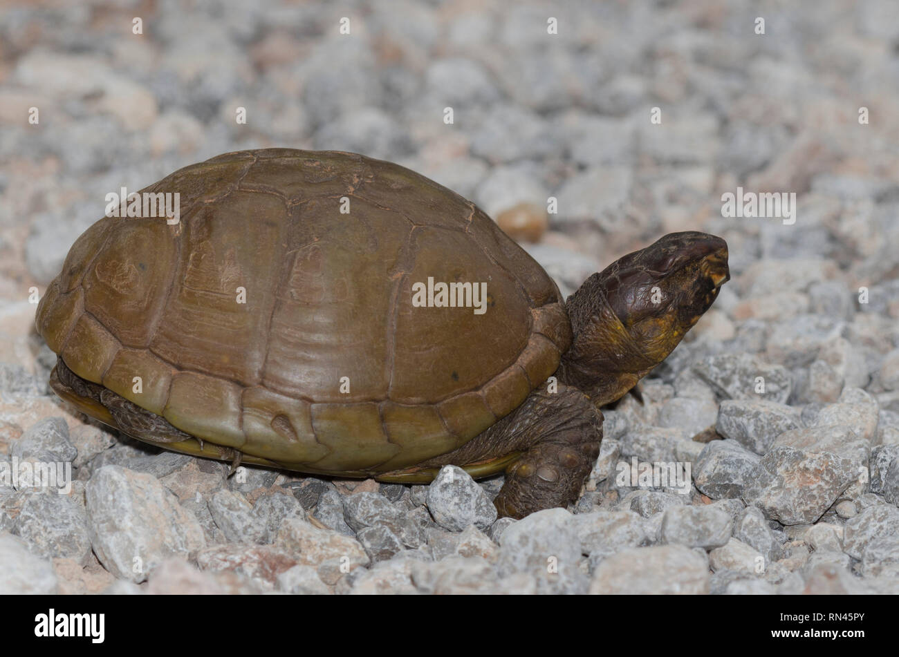 Three-toed Box Turtle, Terrapene carolina, with missing eye Stock Photo ...