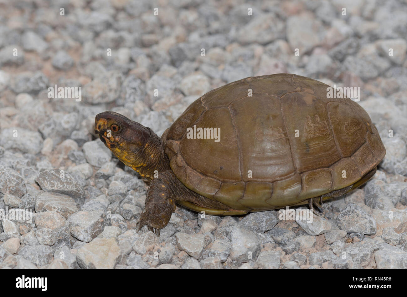Three toed box turtle hi-res stock photography and images - Alamy