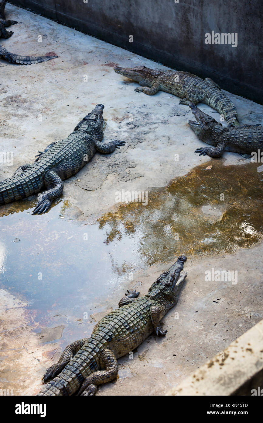 Crocodiles in the pool on a crocodile farm close-up Stock Photo - Alamy