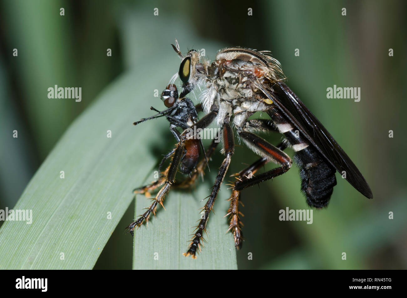 Saropogon dispar hi-res stock photography and images - Alamy