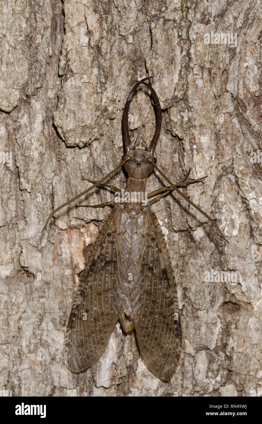 Eastern Dobsonfly, Corydalus cornutus, male Stock Photo - Alamy
