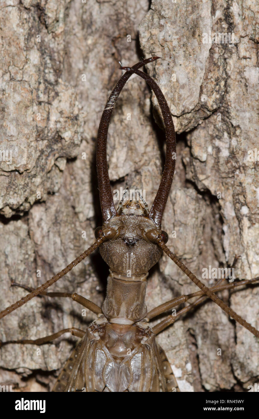 Eastern Dobsonfly, Corydalus cornutus, male Stock Photo - Alamy