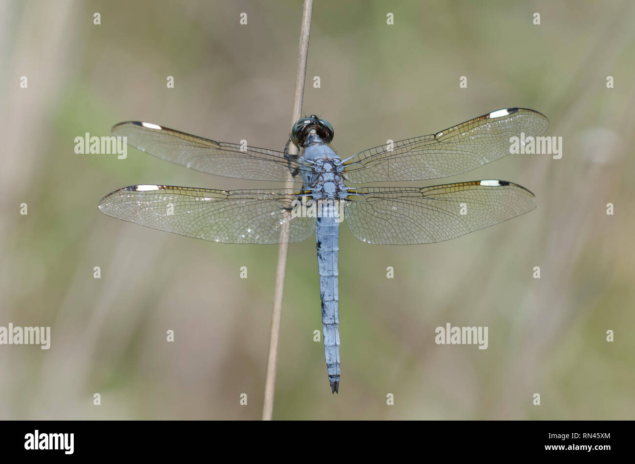 Spangled skimmer hi-res stock photography and images - Alamy