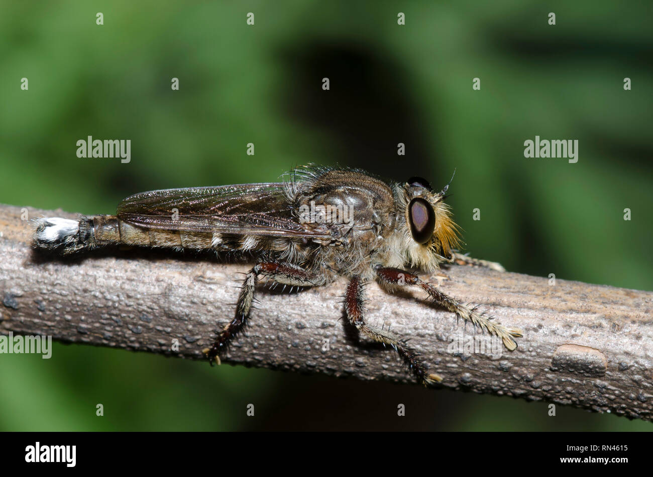 Robber Fly, Promachus bastardii, male Stock Photo - Alamy
