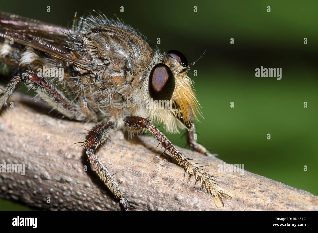 Robber Fly, Promachus bastardii, male Stock Photo - Alamy