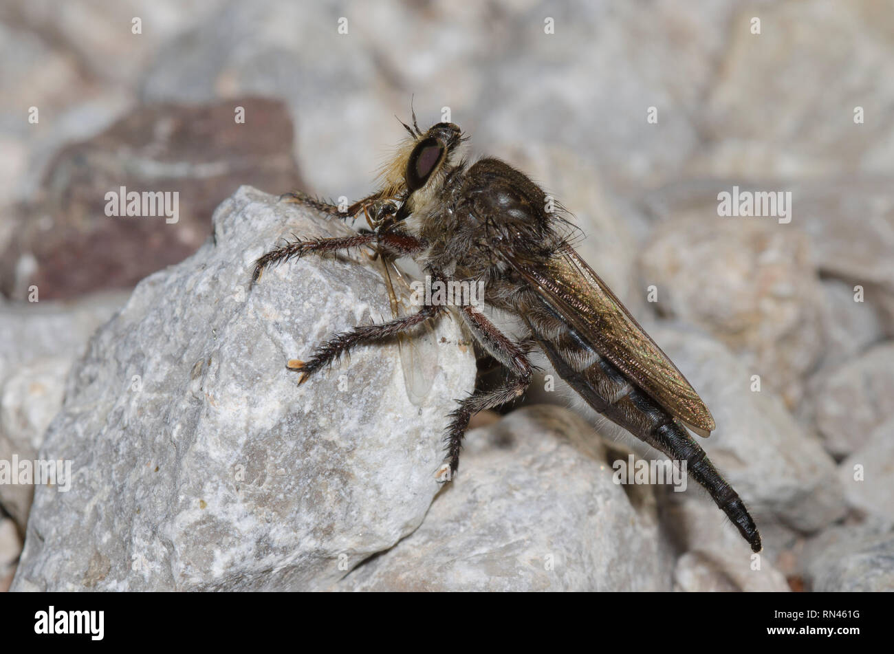 Robber fly with prey hi-res stock photography and images - Alamy